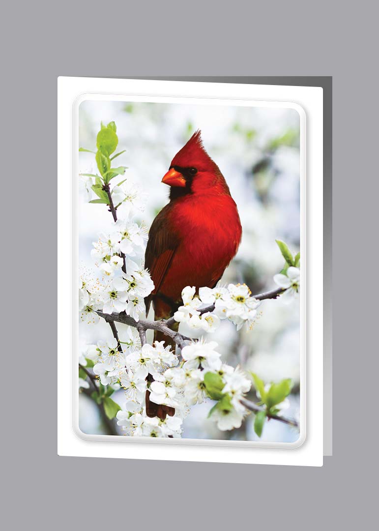 Cardinal Acknowledgment - ST8542-AK| Infinityurns