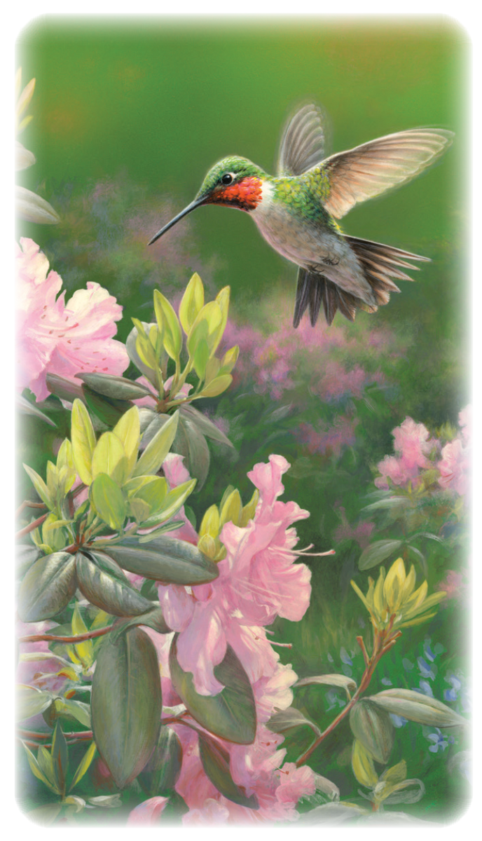 Premium Line Series Hummingbird Prayer Card - STPR104-PC| Infinityurns
