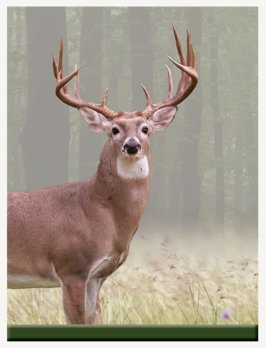 Premium Line Series Deer Service Record - STPR108-SR| Infinityurns